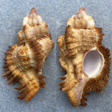 #7 Chicomurex laciniatus 47.3mm F++ Cebu City, Visayan Sea, Philippines ...