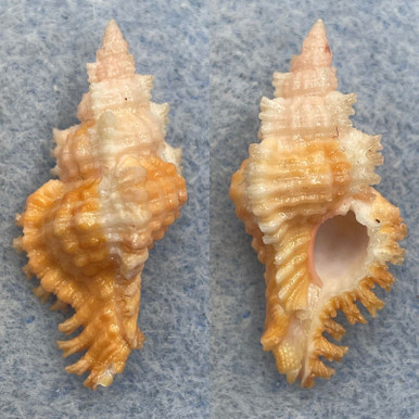 #3 Chicoreus strigatus 31.3mm F+ Sulu Sea, Jolo Is. Philippines 1977 ...