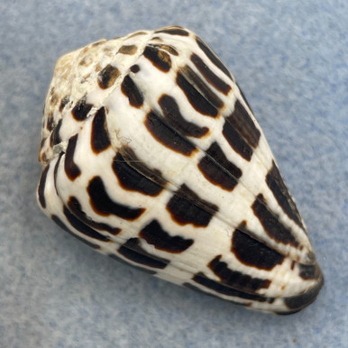 #4 Conus ebraeus 39.5mm F+ (Rough Lip) Cavite, Philippines - Cerulean ...