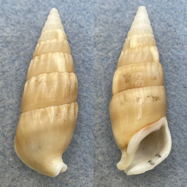 #2 Rhinoclavis vertagus 43mm F+ Cebu Island, Philippines, By SCUBA - Cerulean Specimen Shells