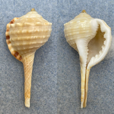 #1 Cymatium oboesum retusum 46mm F+ Dredged, Tuticorin, India - Cerulean Specimen Shells