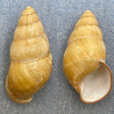 #3 Helicostyla camelopardalis 44.8mm F++ Sulu Is. Philippines, In Rain ...
