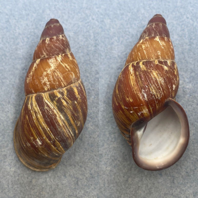 #2 Chrysallis caniceps 63.1mm F++ Bulalacao, Mindoro Is. Philippines ...