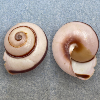 Chloraea intorta 32.3mm F+ Bohol Island, Philippines Camaenidae ...