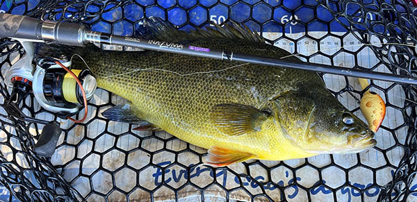 South Australian Fishing Report