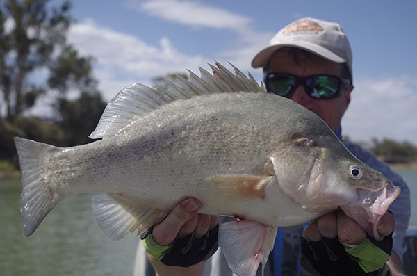 South Australian Fishing Report