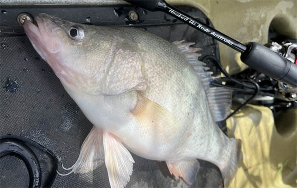 South Australian Fishing Report