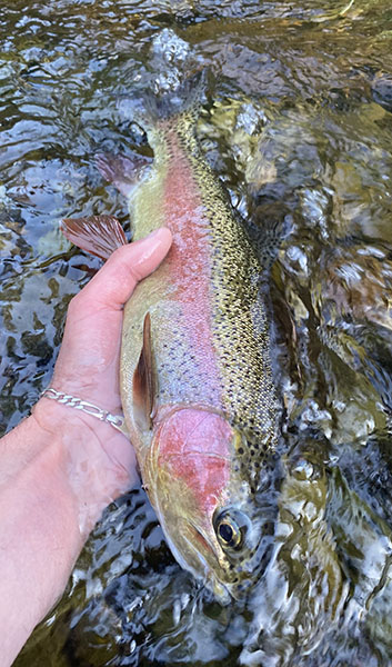 South Australian Fishing Report