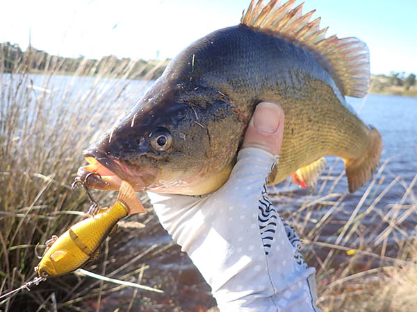 South Australian Fishing Report