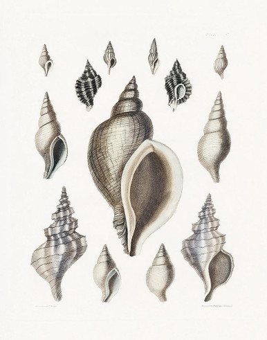 Vintage Shell II By Kelly Donovan (Small) - White - Kassa Mall Home ...