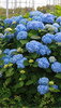 Endless Summer The Original Hydrangea | PlantAddicts.com
