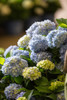 Endless Summer The Original Hydrangea | PlantAddicts.com