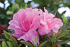 Autumn Carnation™ Encore® Azalea | PlantAddicts.com