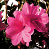 Autumn Empress™ Encore® Azalea | PlantAddicts.com