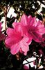 Autumn Empress™ Encore® Azalea | PlantAddicts.com