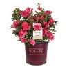 Autumn Princess™ Encore® Azalea | PlantAddicts.com
