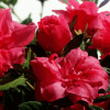Autumn Rouge™ Encore® Azalea | PlantAddicts.com