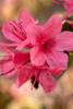 Autumn Cheer™ Encore® Azalea | PlantAddicts.com