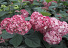 Invincibelle® Ruby Hydrangea | Plant Addicts