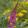 Miss Ruby Butterfly Bush | Plant Addicts