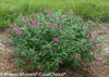Miss Ruby Butterfly Bush | Plant Addicts