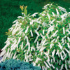 Little Henry® Sweetspire | Plant Addicts