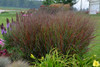 Prairie Winds® Cheyenne Sky Switch Grass | Plant Addicts