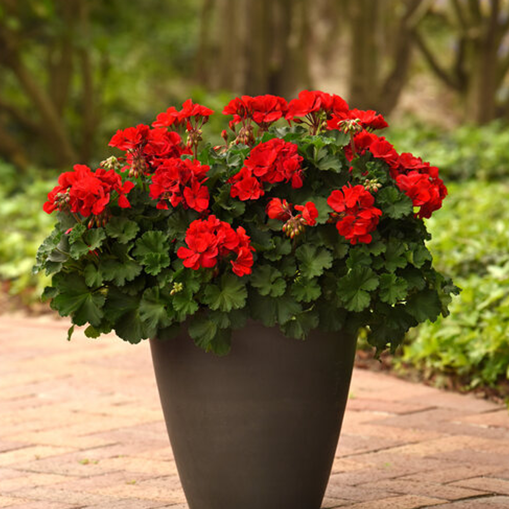 red geraniums home depot