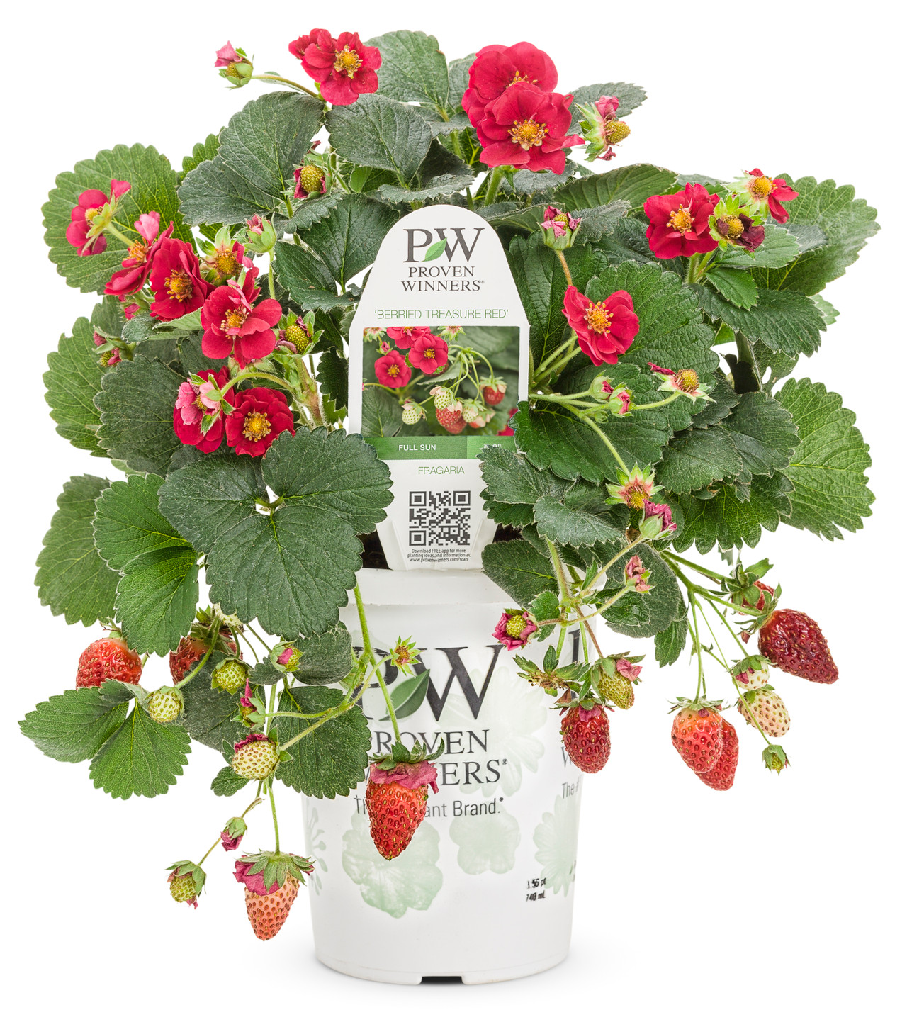 Berried Treasure Red Strawberry | Plant Addicts