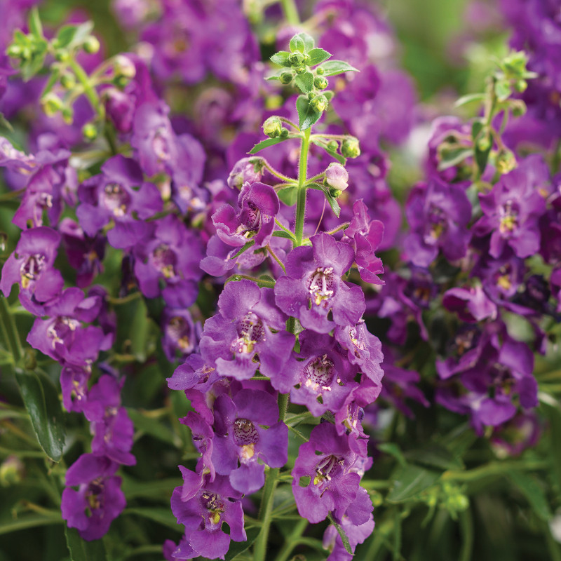 Summer Snapdragons | Angelonia | Plant Addicts
