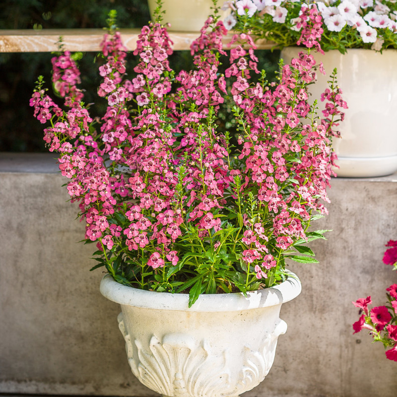 Summer Snapdragons | Angelonia | Plant Addicts