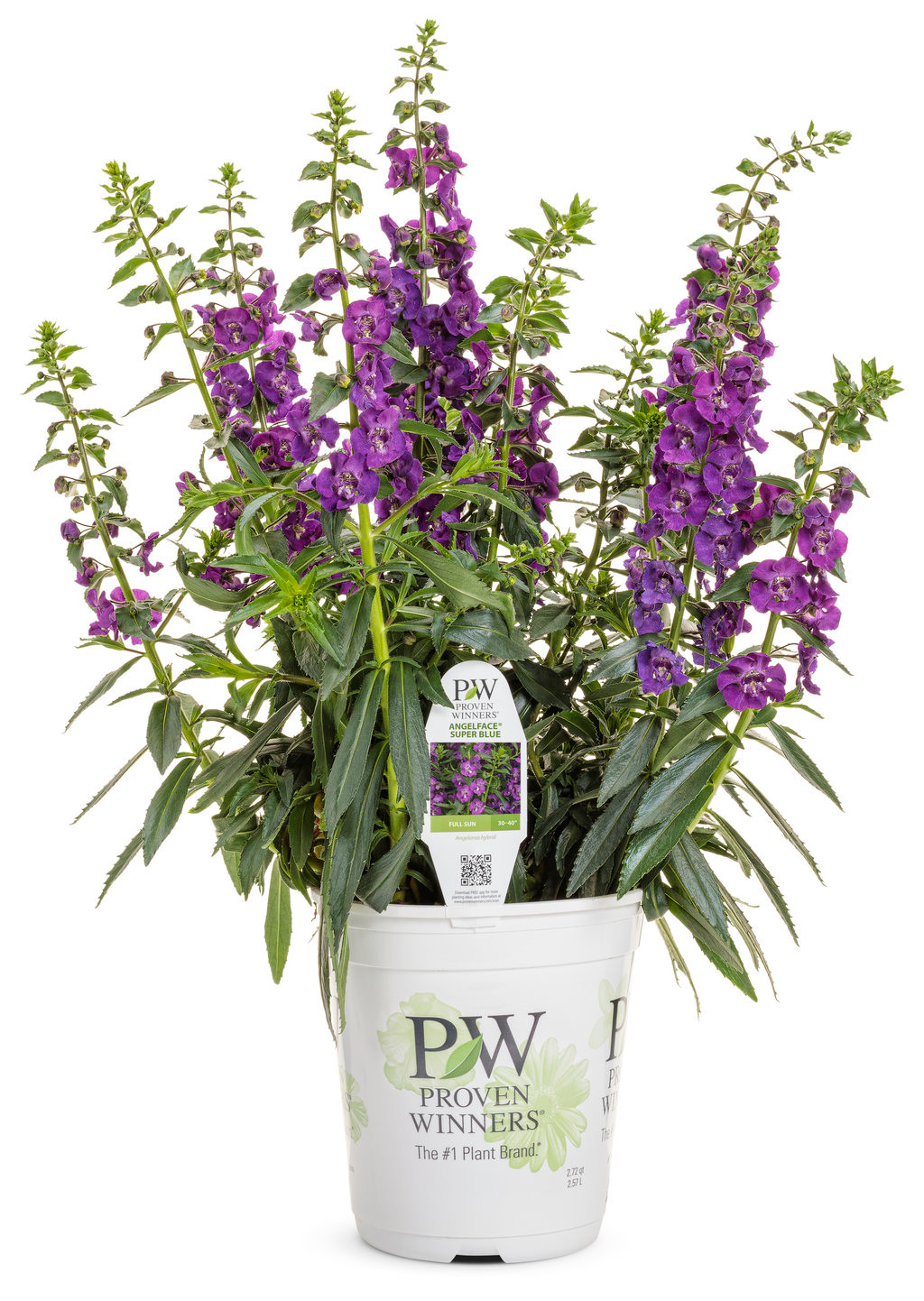 Angelface® Super Blue Summer Snapdragon | Plant Addicts