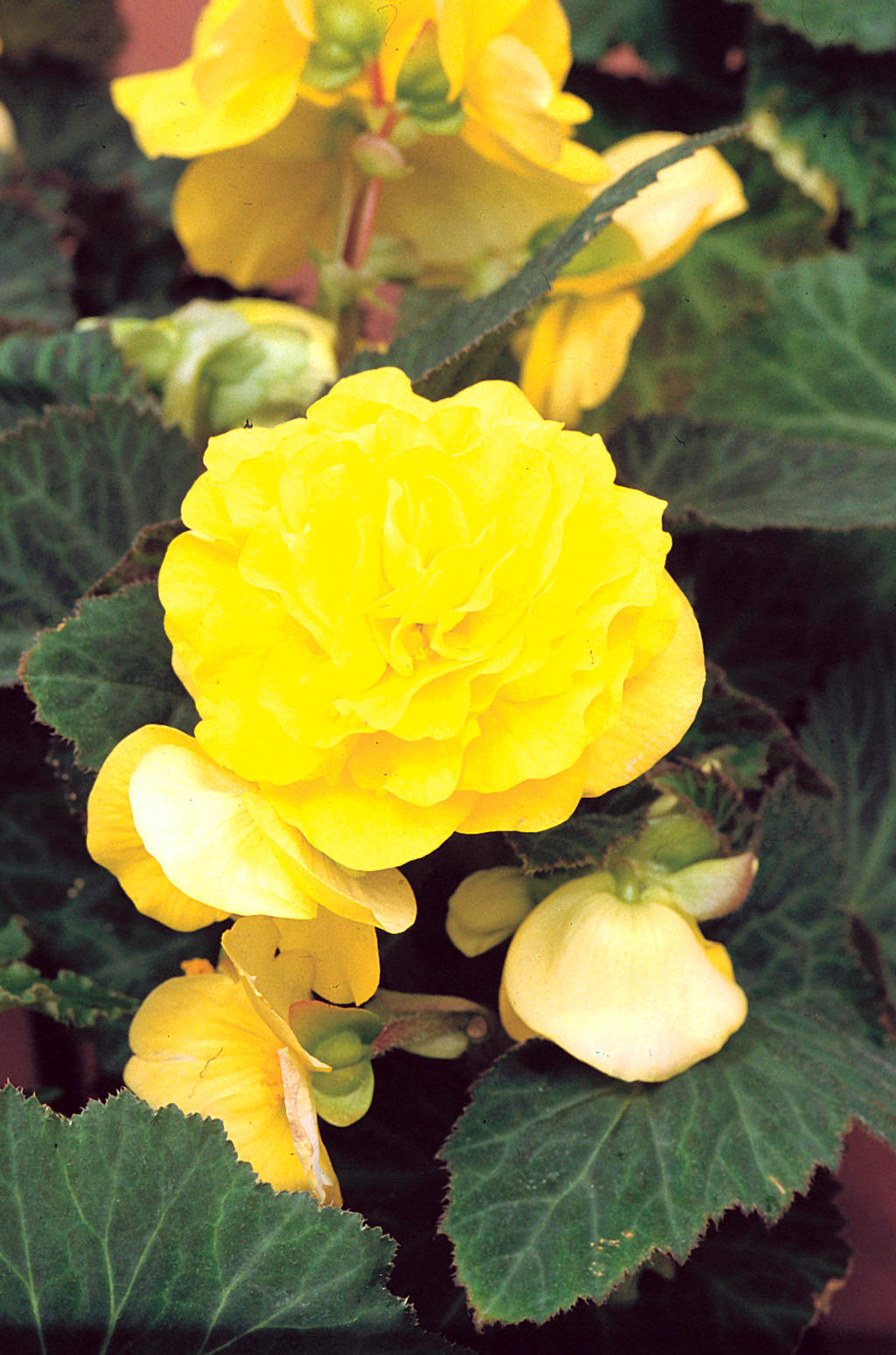 Nonstop® Yellow Begonia | Plant Addicts