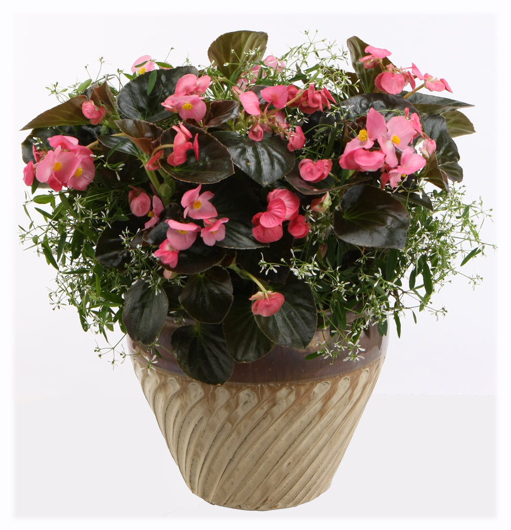 Surefire® Rose Begonia | Plant Addicts