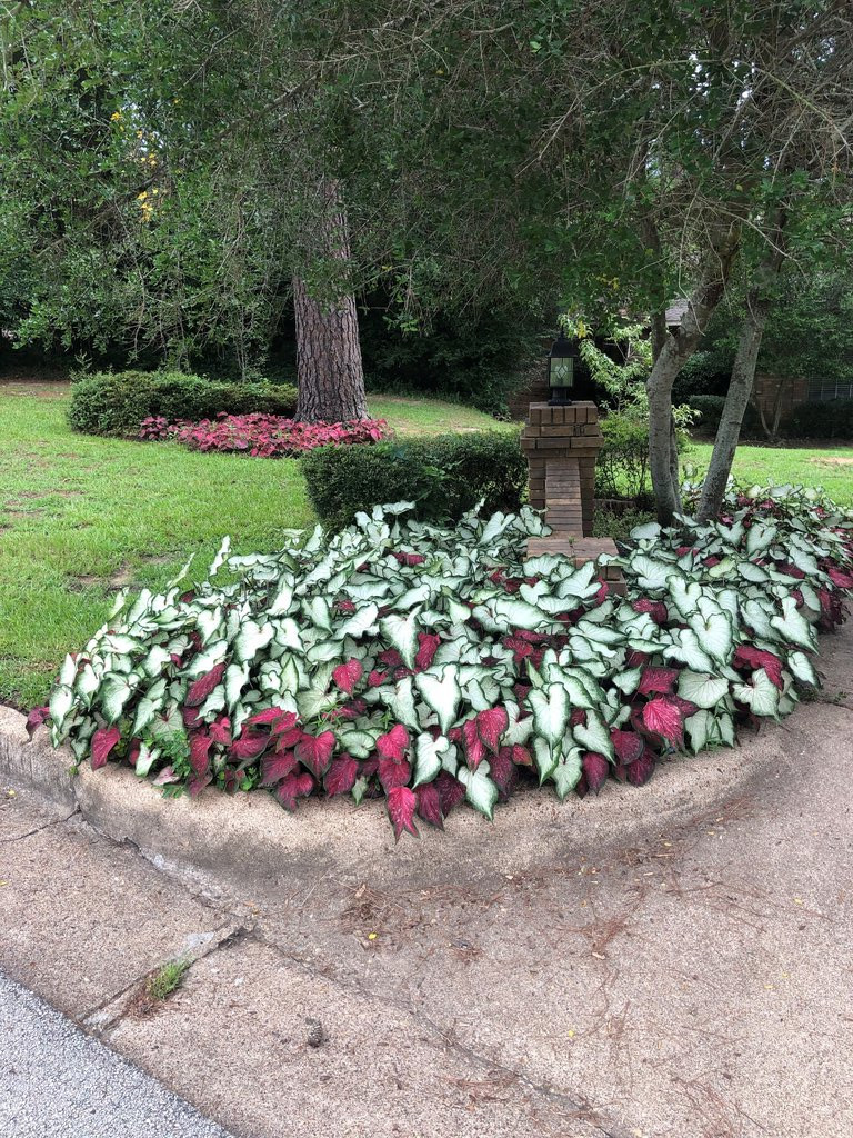 Heart to Heart® White Wonder Caladium | Plant Addicts