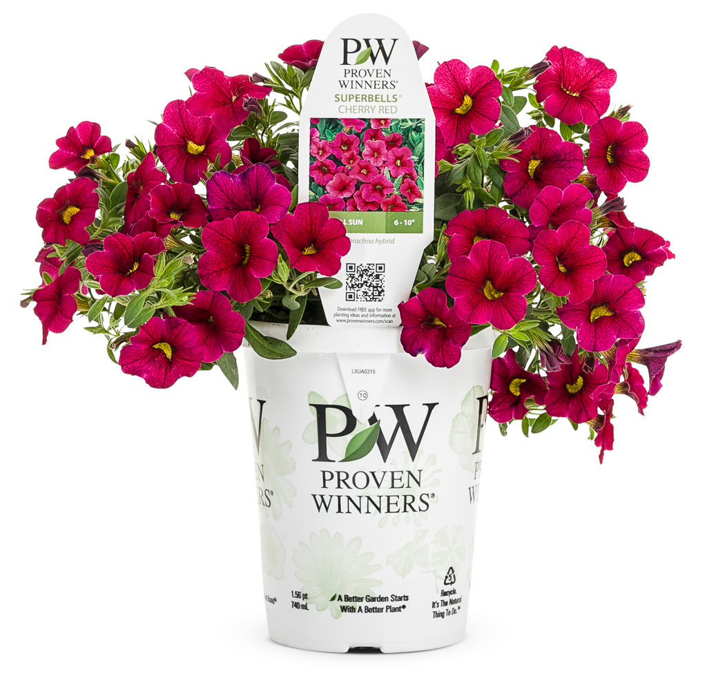Superbells® Cherry Red Calibrachoa | Plant Addicts