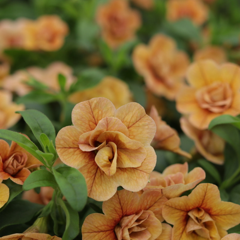 Superbells® Double Ruby Calibrachoa | Plant Addicts