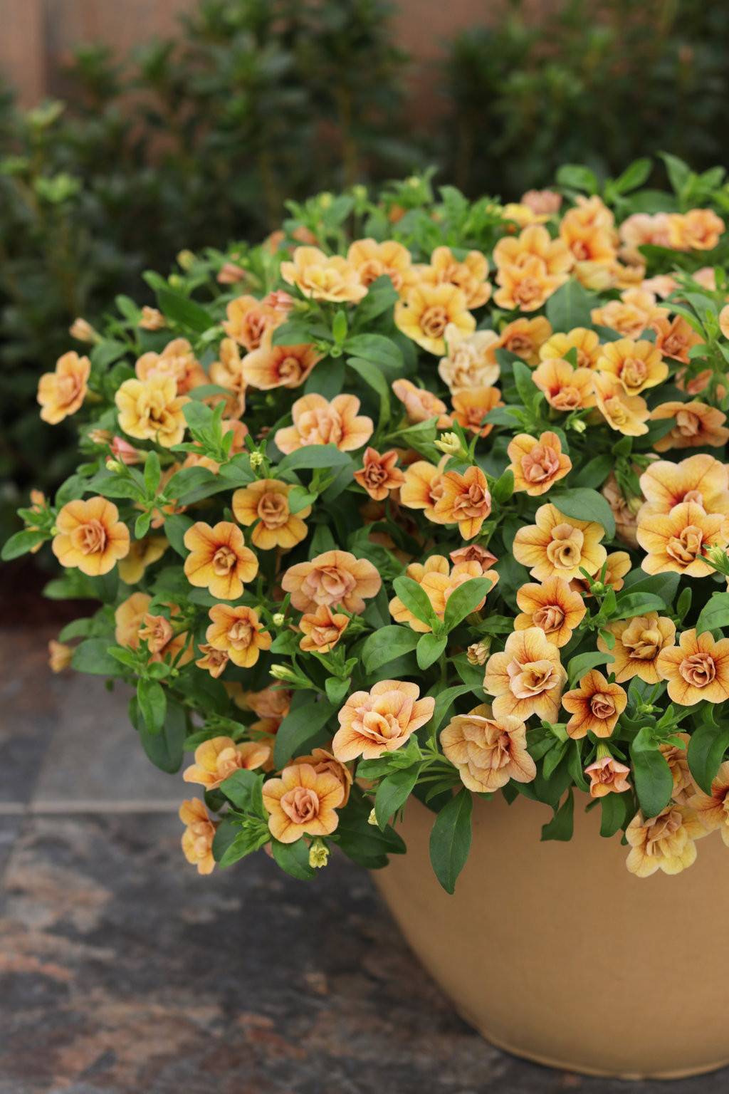 Superbells® Double Amber Calibrachoa | Plant Addicts