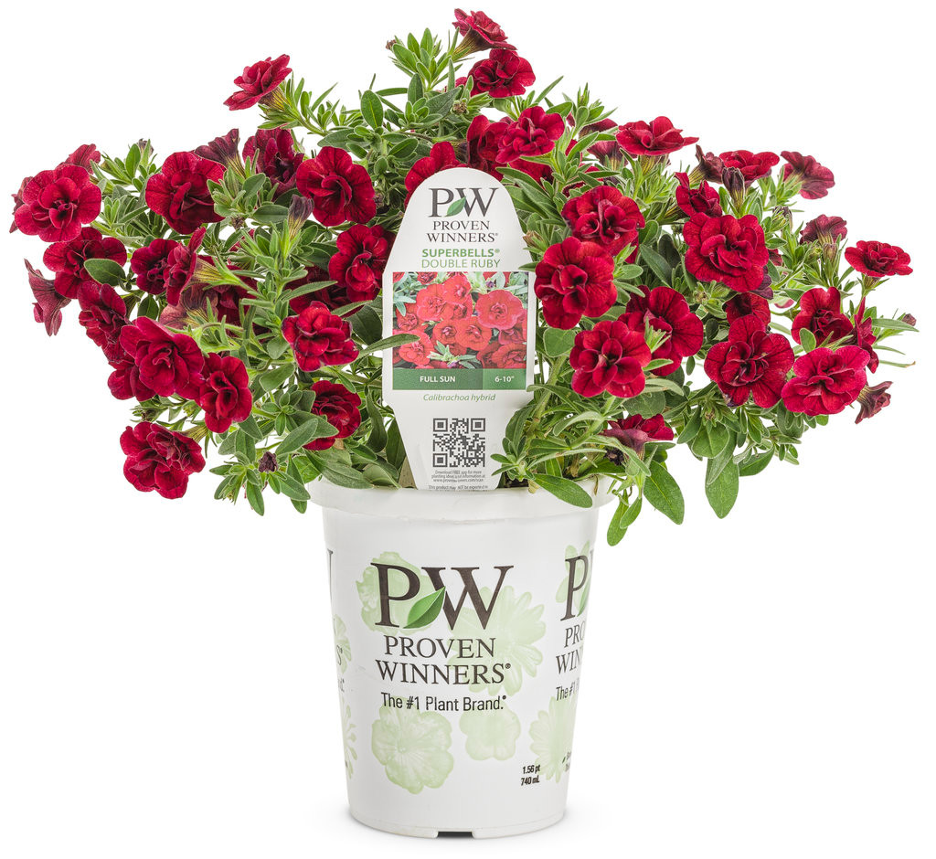 Superbells® Double Ruby Calibrachoa | Plant Addicts