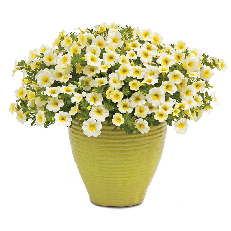 Superbells® White Calibrachoa | Plant Addicts