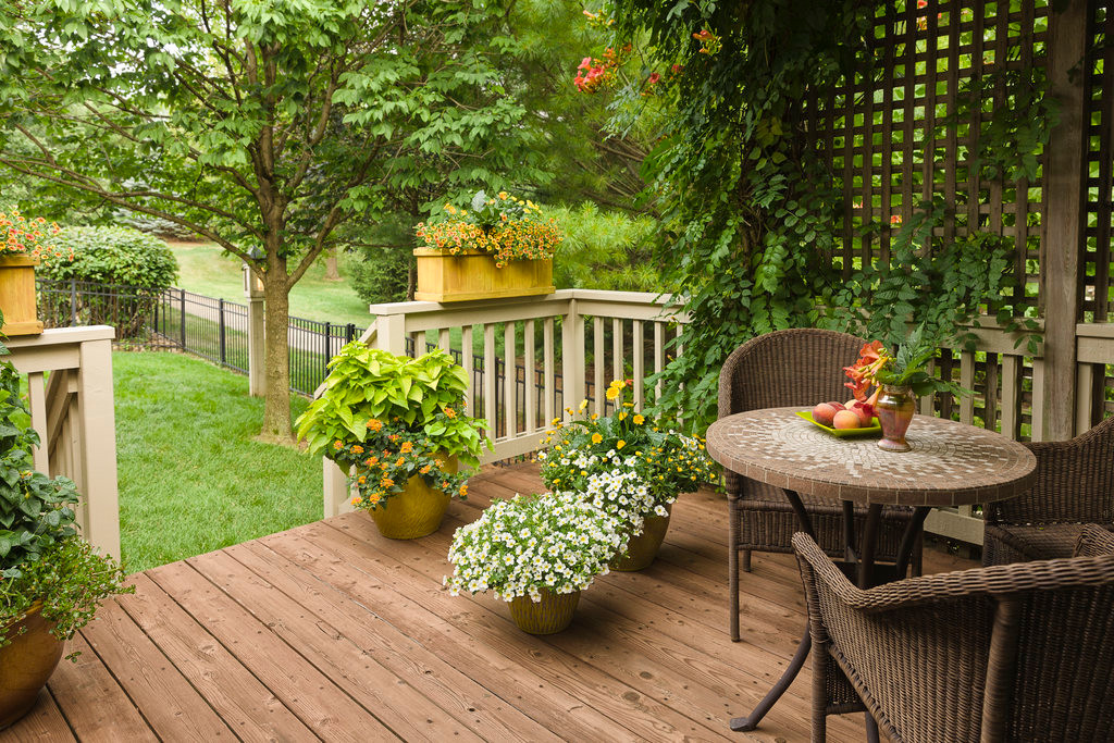 Superbells® Over Easy Calibrachoa | Plant Addicts