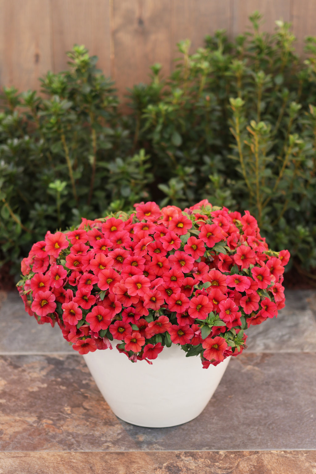 Superbells® TableTop Red Calibrachoa | Plant Addicts