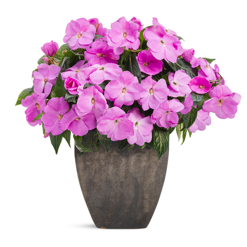 Infinity® Red Impatiens | Plant Addicts