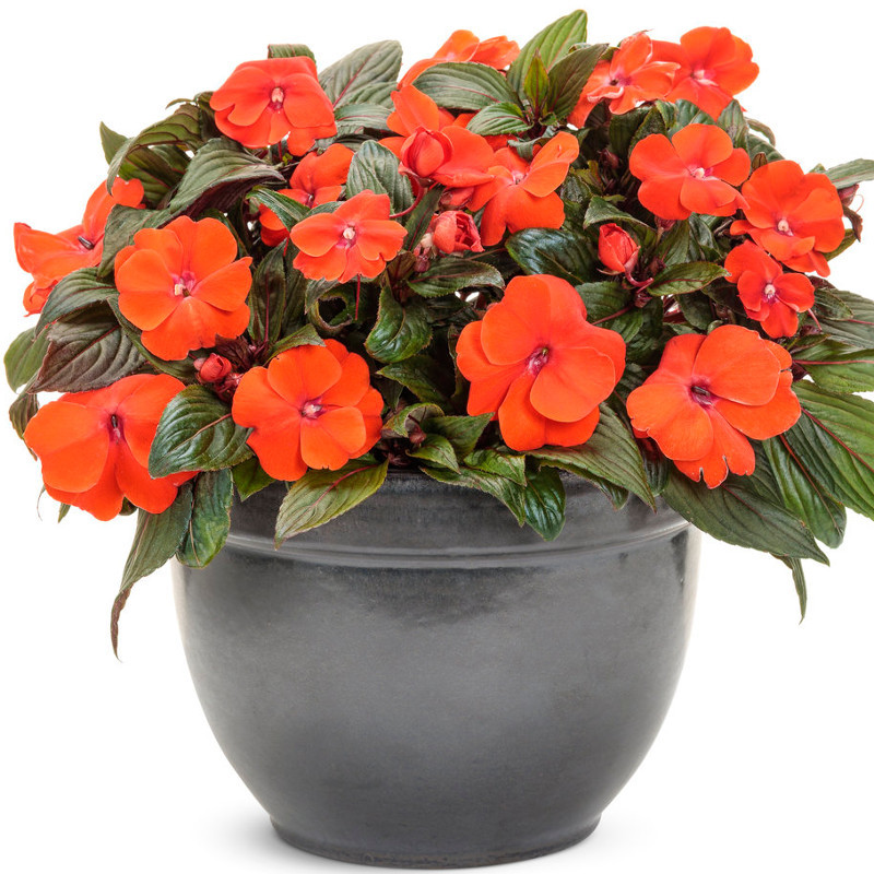 Infinity® Blushing Lilac Impatiens | Plant Addicts