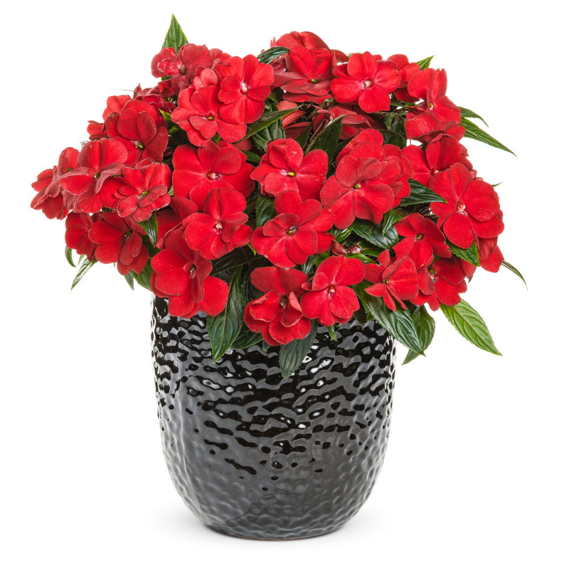 Infinity® Red Impatiens | Plant Addicts