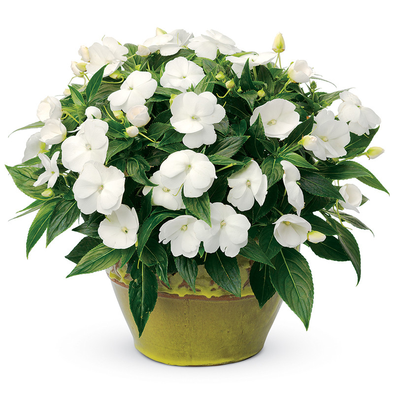 Infinity® White Impatiens | Plant Addicts