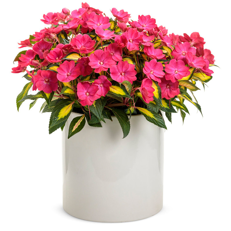 SunPatiens® Compact Deep Rose Impatiens | Plant Addicts