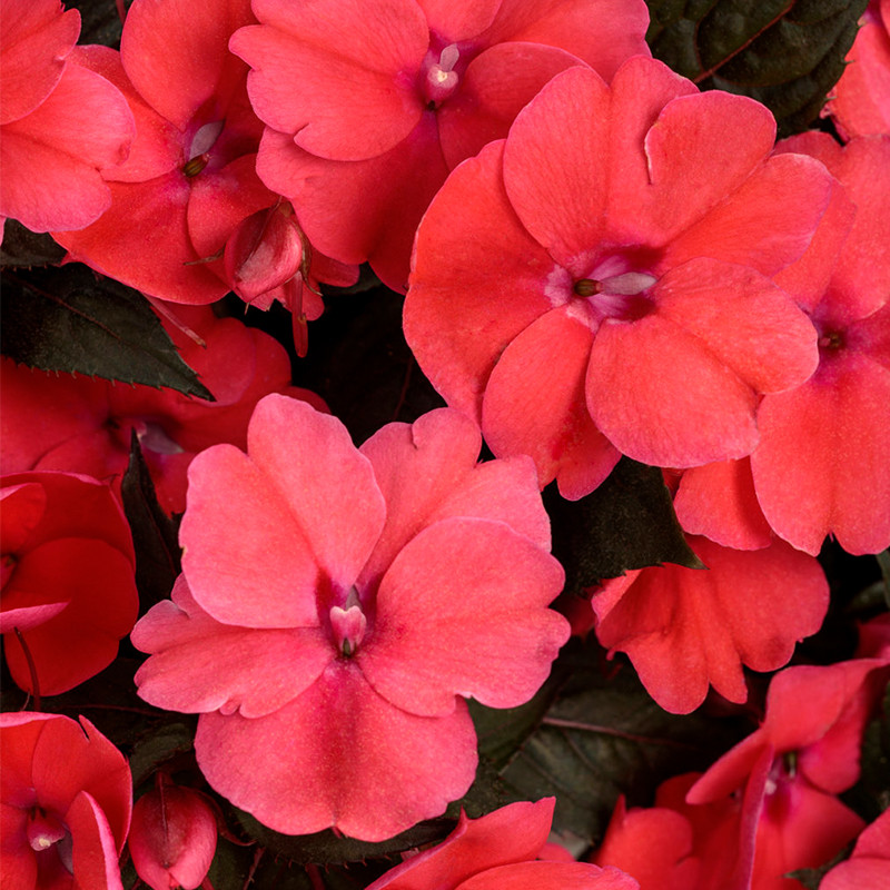 Infinity® Cherry Red Impatiens | Plant Addicts