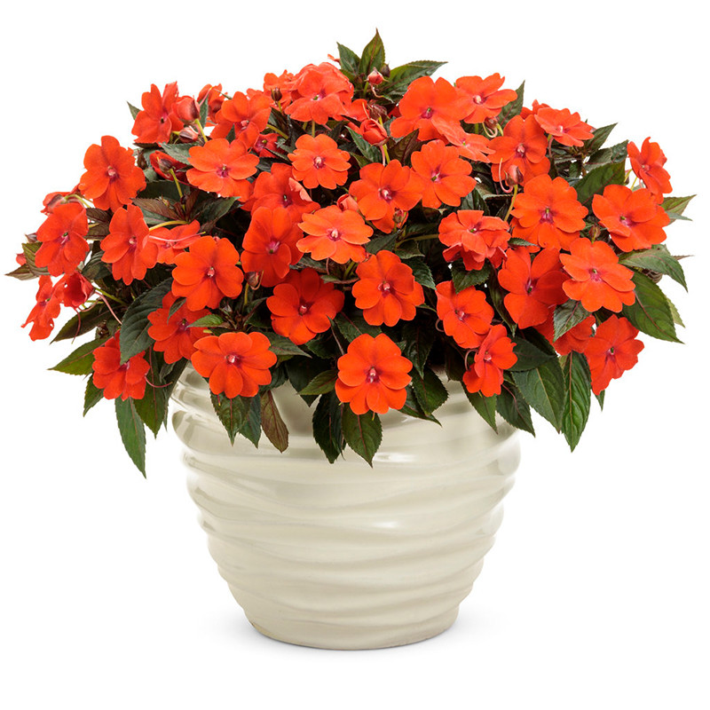 SunPatiens® Compact Deep Red Impatiens | Plant Addicts