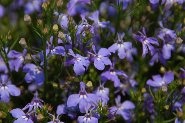 Laguna® Sky Blue Lobelia | PlantAddicts.com